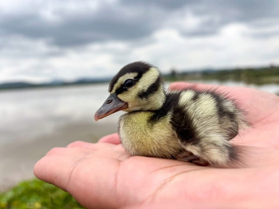 Rescatan 18 patos mexicanos en comunidades de El Marqués - AlertaQro