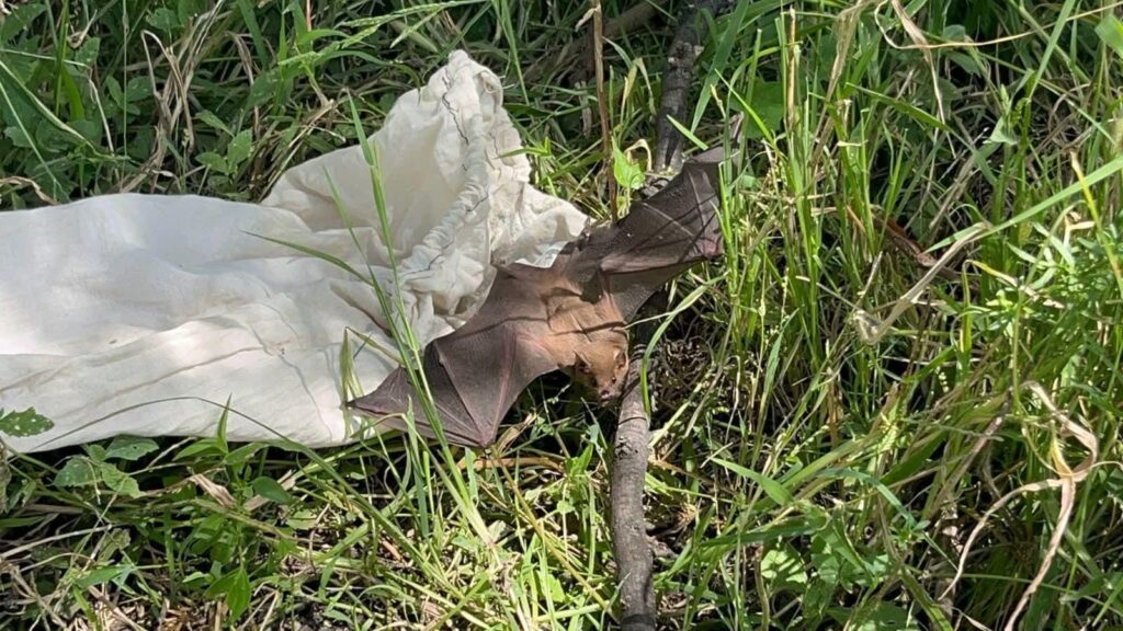 Regresan murciélago a su hábitat natural en San Juan del Río. - AlertaQro